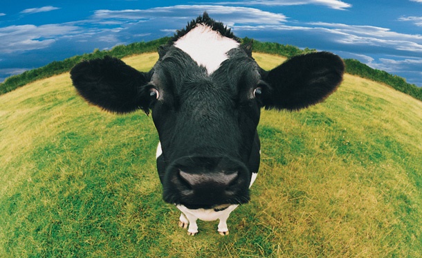 A bolygónak is jót tenne, ha kevesebb húst ennénk – Alternativ Energia