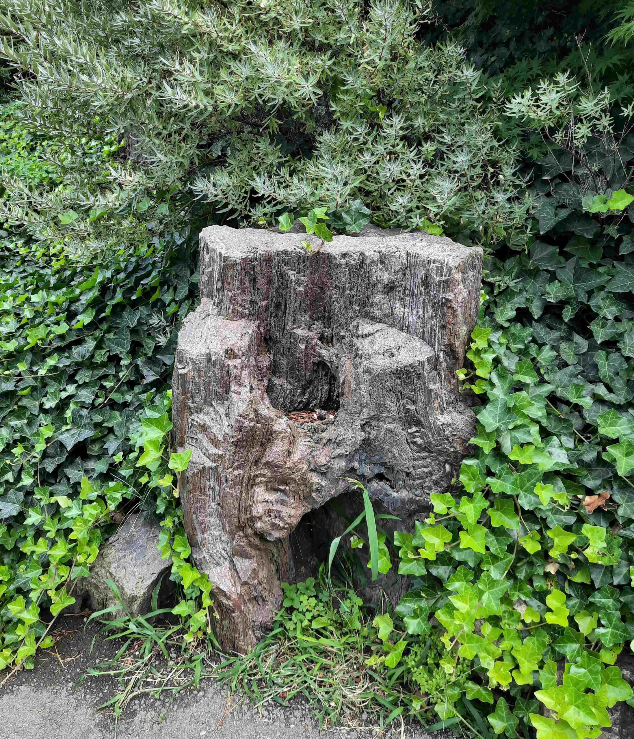 Bécs titkos kincsei: 400 természeti emlék a város szívében – Alternativ ...