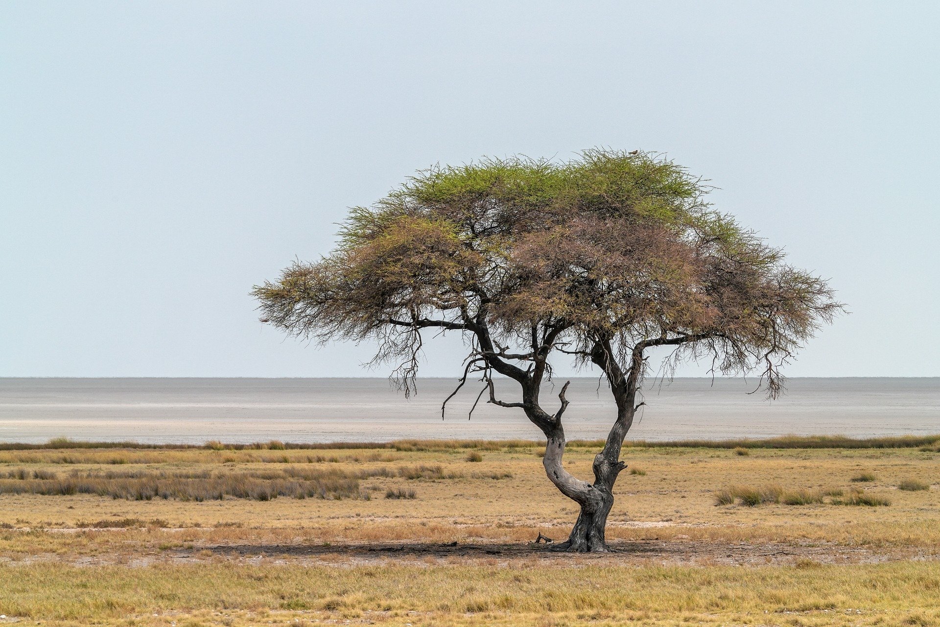 Afrika döntései ma a világ jövőjét formálják – Alternativ Energia